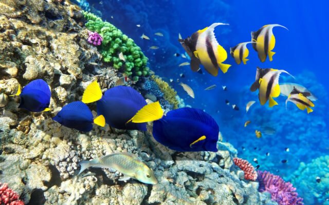 Explore Tioman Island: Coral Reefs, Pristine Beaches, and More