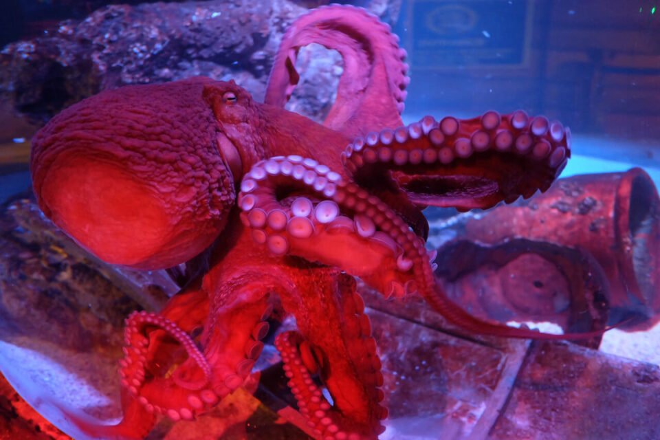 Siam Ocean World — the largest aquarium in Southeast Asia